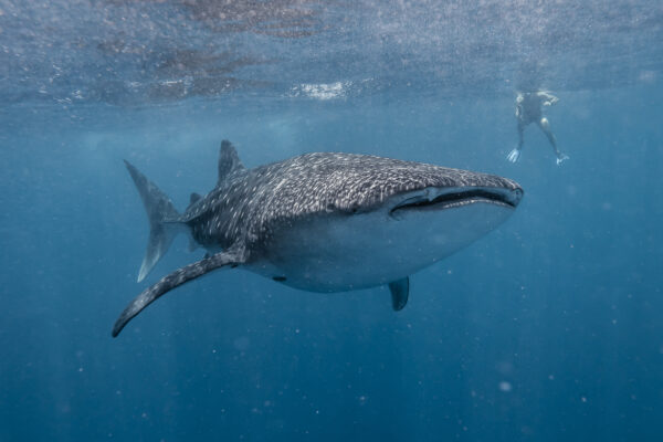 Whale Shark Snorkeling Tours - Whale Shark Adventures & Marine Tours ...